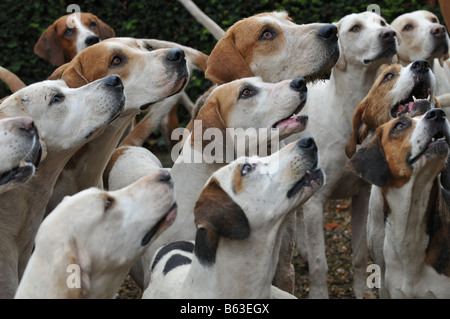 The Croome and West Warwickshire hunt at a meeting at Ragley Hall in ...