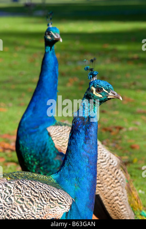 Close up detail of a male peacocks tail feathers shining in the ...