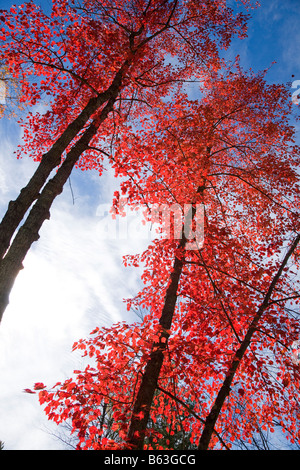 Bright red autumn sugar maple tree leaves full of rain drops Stock ...
