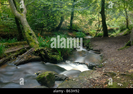 Trevaylor woods Penzance Cornwall UK. Beautiful woodland in west ...