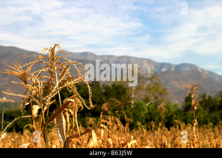 Barn and wheat crop at harvest time, Palouse farming region of Eastern ...