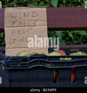 wind fall apples Stock Photo - Alamy