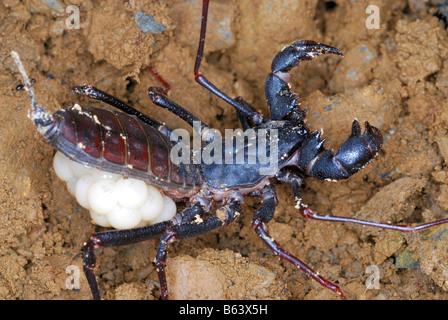 Uroproctus assamensis Family : THELYPHONIDAE RARE order arachnids ...