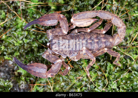 Chaerilus pictus Family : CHAERILIDAE Female. An extremely RARE species ...