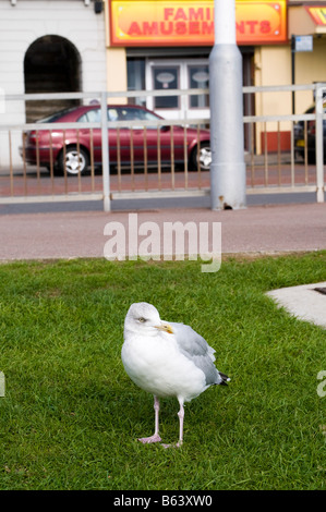 Hastings amusement arcade Stock Photo - Alamy