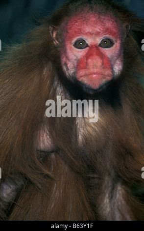 ouakari rubicon Roter Uakari Red Uakari Cacajao rubicundus Calvus ...
