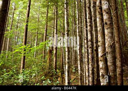 young Hemlock trees, British Columbia, Canada Stock Photo - Alamy