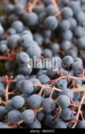 Nebbiolo Grapes ready to be made into dolcetto wine near Dogliani CN ...