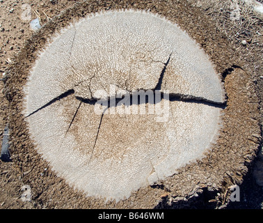 A cross-section of a palm trunk Stock Photo: 52398205 - Alamy