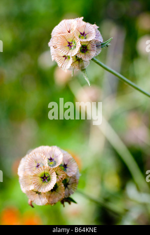 Scabious Paper Moon flower close up Stock Photo - Alamy