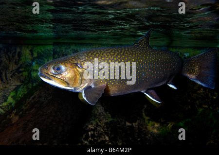 The Female Brook Trout (Salvelinus fontinalis) is a species of ...
