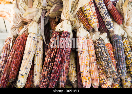 Colorful cobs of indian corn Stock Photo - Alamy