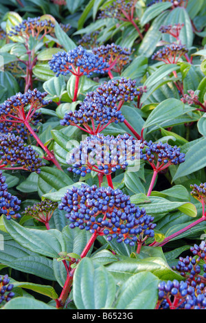 Viburnum davidii ,blue berries, winter spring, fruits, garden plant ...