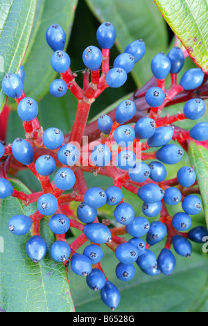 Viburnum davidii ,blue berries, winter spring, fruits, garden plant ...