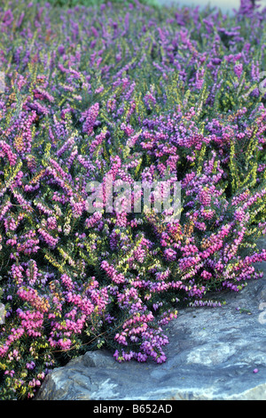 Winter heather (Erica carnea 'December Red' syn. Erica herbacea ...