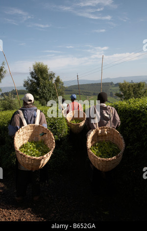 Tea picker in Kenya Stock Photo - Alamy