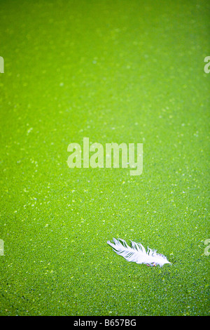 Leaves or pond weed floating on a pond lake water Stock Photo - Alamy