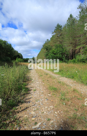 Track through a pine woodland in Thetford Forest, part of the Peddars ...