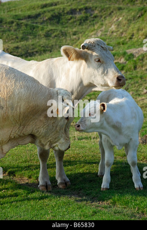 Charolais Cattle in Normandy Stock Photo - Alamy