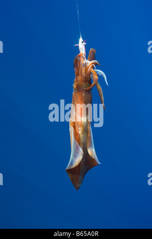 Veined Kalmar Loligo forbesi Azores Atlantic Ocean Portugal Stock Photo ...