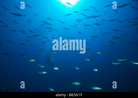 Atlantic Bonitos Sarda sarda Azores Princess Alice Bank Atlantic Ocean ...