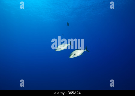 Almaco Amberjacks Seriola rivoliana Azores Princess Alice Bank Atlantic ...