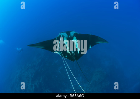 Chilean devil Rays (Mobula tarapacana), Azores, Portugal, Atlantic ...