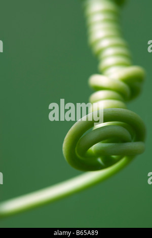 Extreme close up of the coiled tendrils of white bryony (Bryonia Alba ...