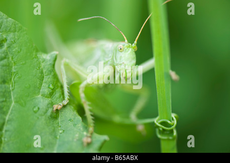 Selective focus shot of a grasshopper on a yellow flower Stock Photo ...