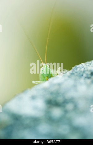 A close-up shot of a grasshopper on a leaf with sunlight Stock Photo ...