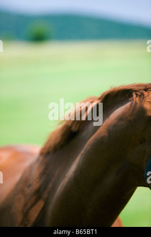 Detail of horses neck Stock Photo - Alamy
