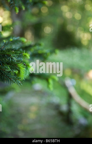 Details of the pine tree outdoors Stock Photo - Alamy