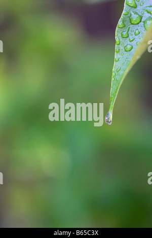 a drop of water dripping into the water on the background of autumn ...