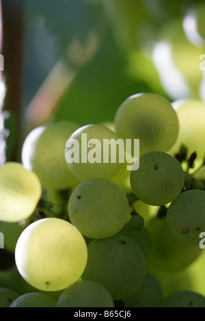 Bunches of fresh white Chardonnay grapes hanging on vines with green ...