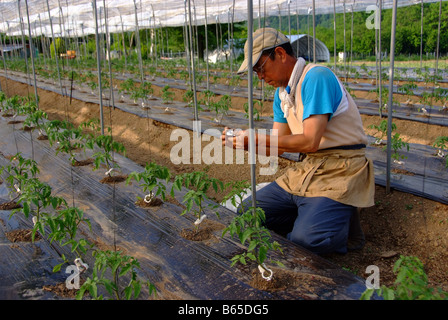 A Japanese farmer working in a tomato field Stock Photo - Alamy
