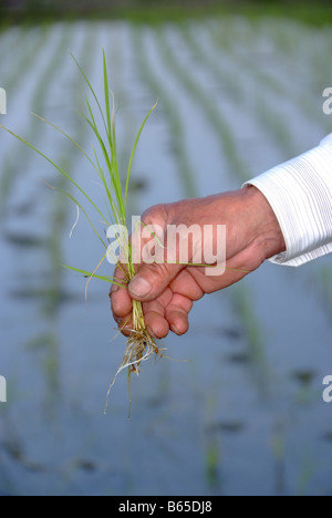 Japanese Workers Planting Rice, Japan, Hand-Colored Photograph, Circa ...