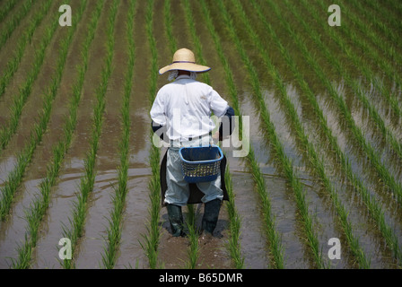 A Japanese farmer cultivating rice using traditional methods Stock ...
