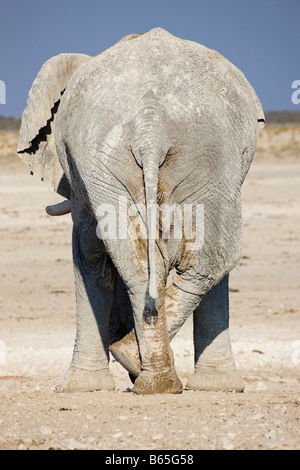 Desert elephants (Loxodonta africana) taking a mud bath in the Hoarusib ...