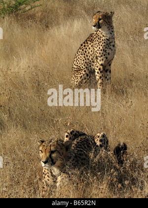 a photo of cheeta in Namibia Stock Photo - Alamy