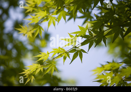 Maple leaves in Shanghai, China, 27 November, 2025 Stock Photo - Alamy