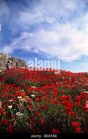 Poppies growing on the ruin of a Roman Fort against a blue sky Stock ...