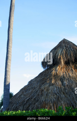 Palapa thatched roofs palm trees parasols umbrellas and sun loungers at ...