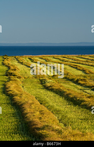 windrows of straw in field after crop harvest, Guernsey Cove, Prince ...