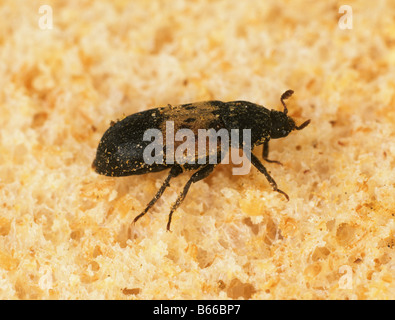 Larder Beetle (Dermestes lardarius Stock Photo - Alamy