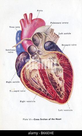 Human heart anatomy. Cut-away frontal illustration showing the upper ...