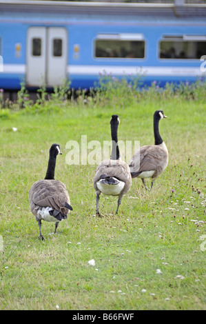 Canada Geese (Branta canadensis) running on water and flapping wings ...