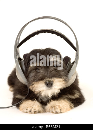 dog listening to music with headphones isolated on white backgro Stock ...
