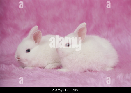 Two white rabbits Stock Photo - Alamy