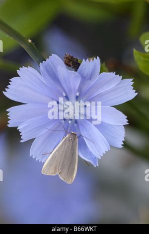 Common Chicory ( Chicorium intybus ) in Flower, UK Stock Photo - Alamy