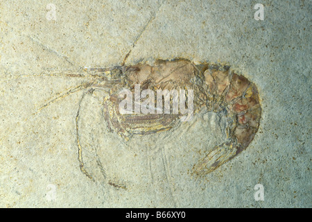 Aeger tipularius Fossil Prawn Jurassic Phylum Arthropoda Class ...